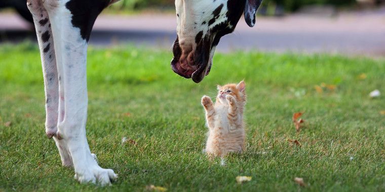 Join the Puppies vs Kittens Photo Contest and win Tamron Lens - VIEWBUG.com